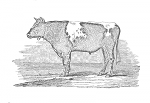 The History of cattle in Russia and Ukraine | Bazis Group